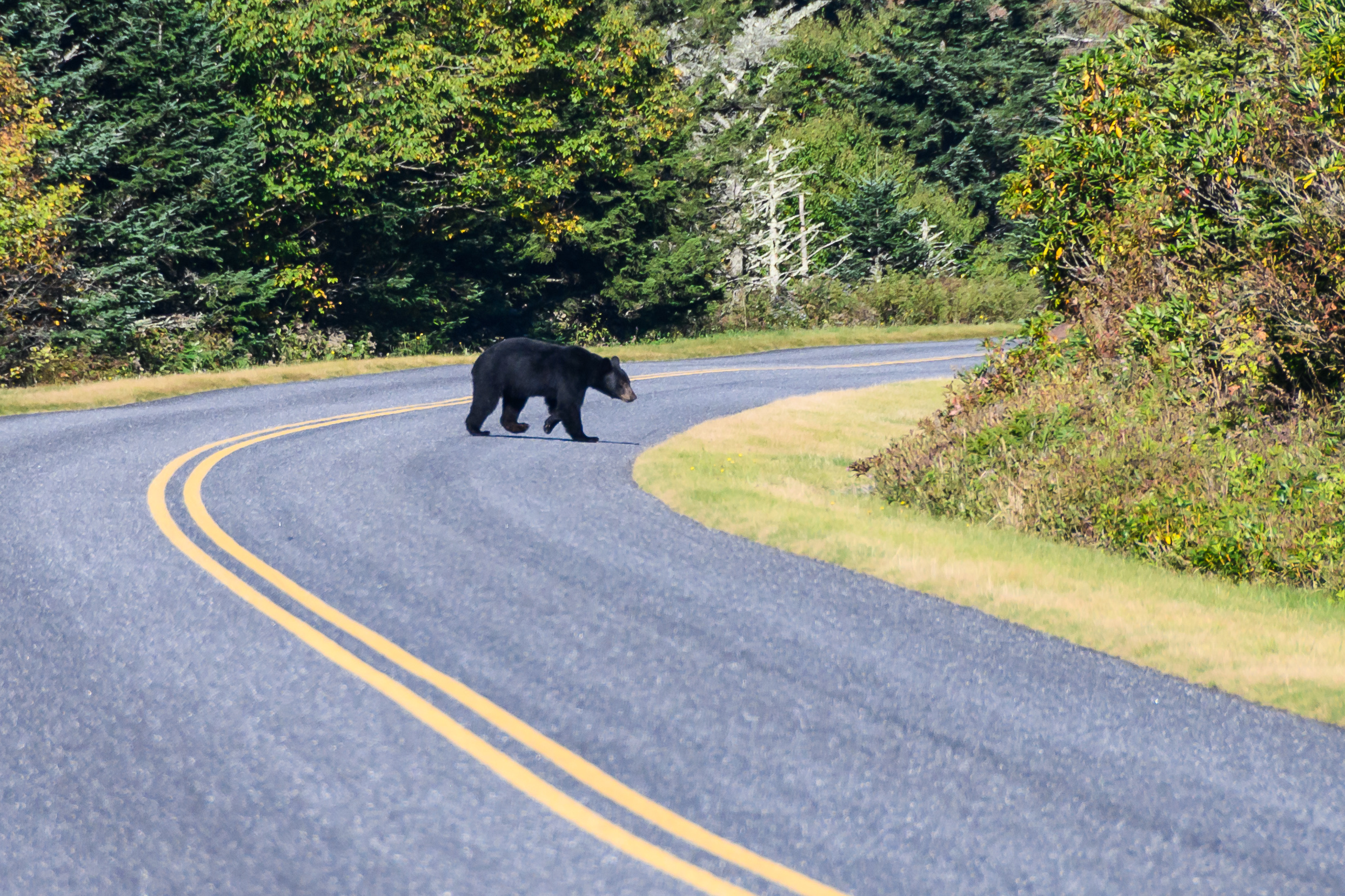 Bear Tracks | National Park Foundation