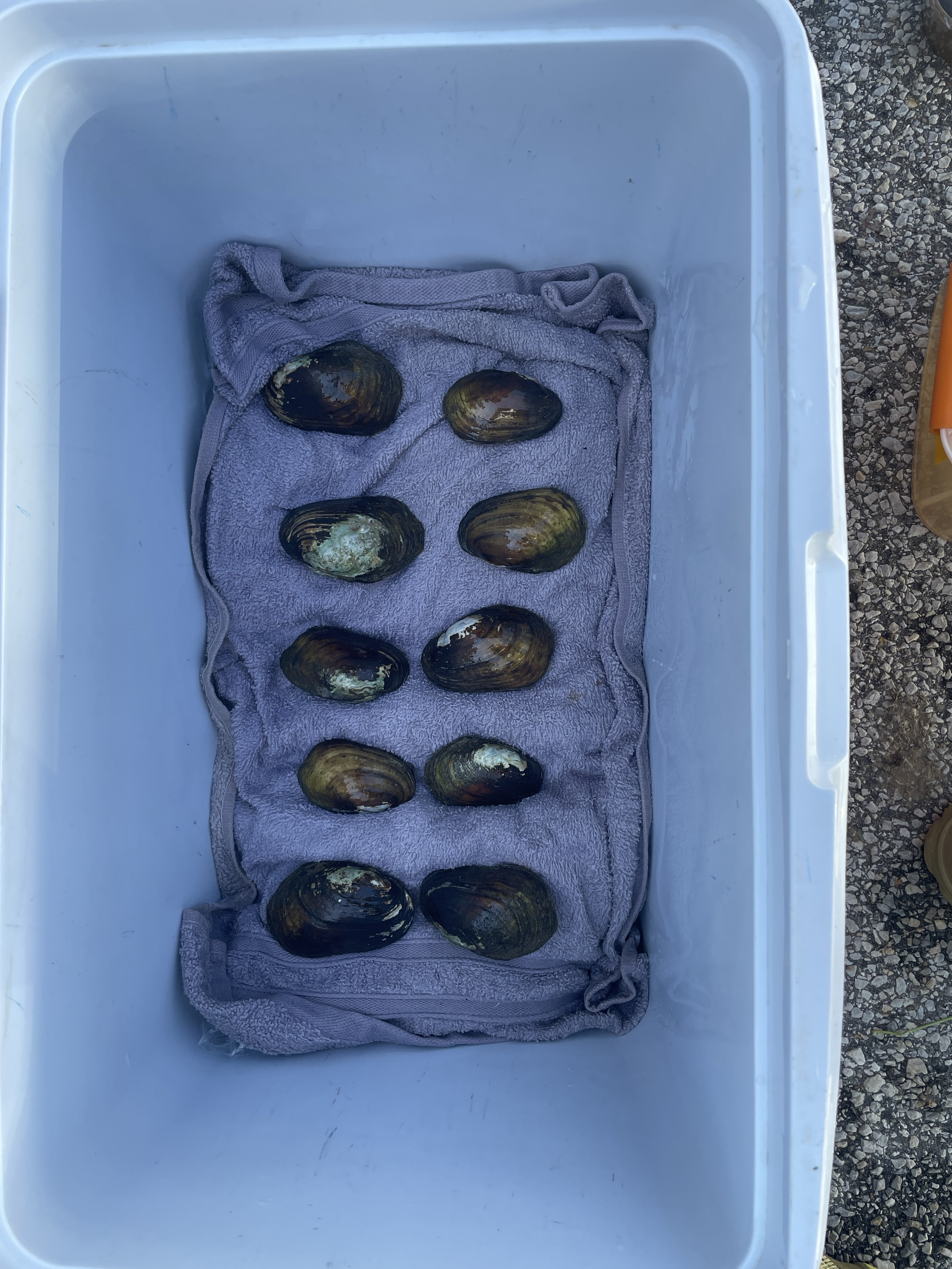 Bringing Freshwater Mussels Back to… | National Park Foundation