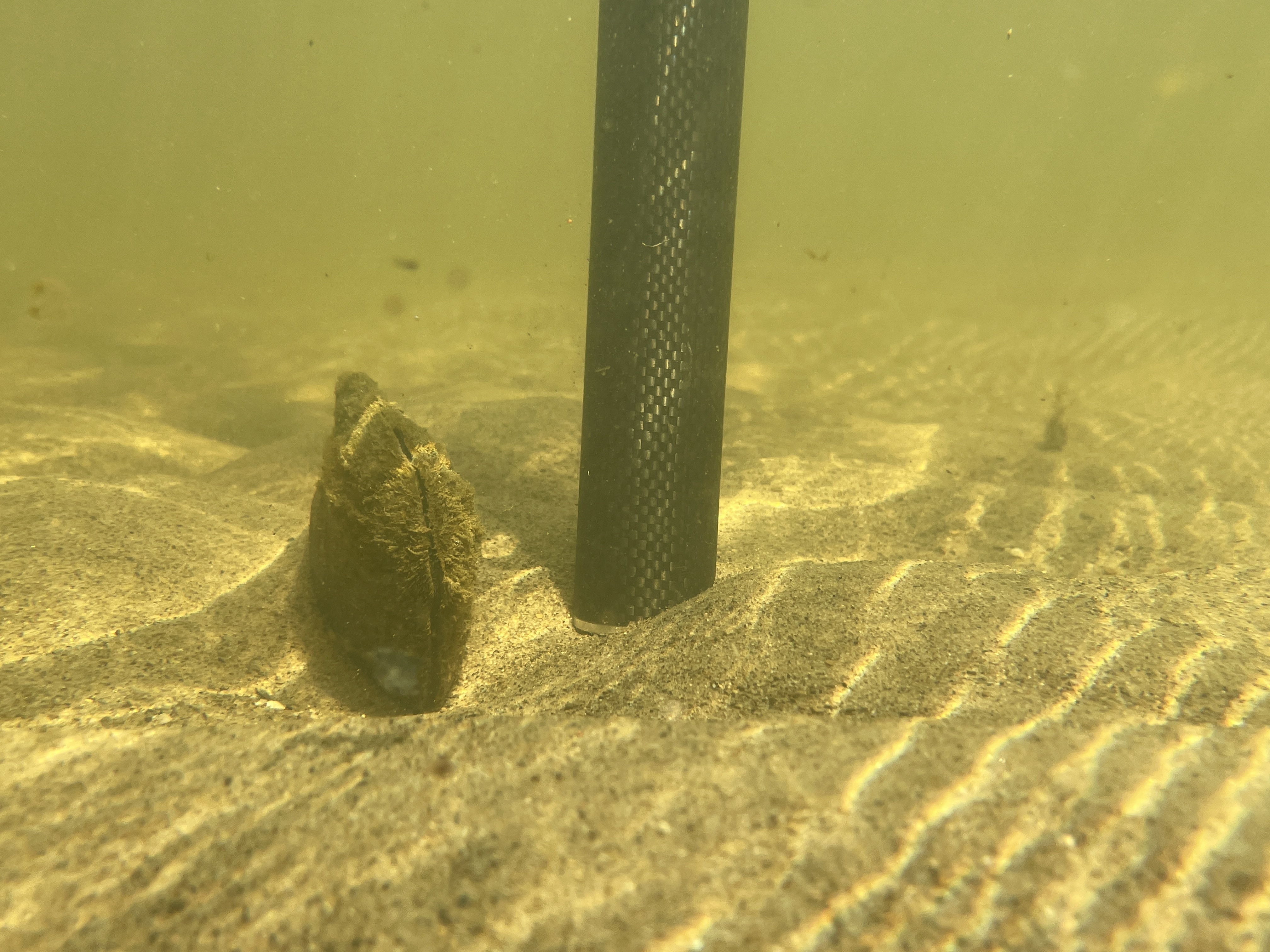 Bringing Freshwater Mussels Back to… | National Park Foundation