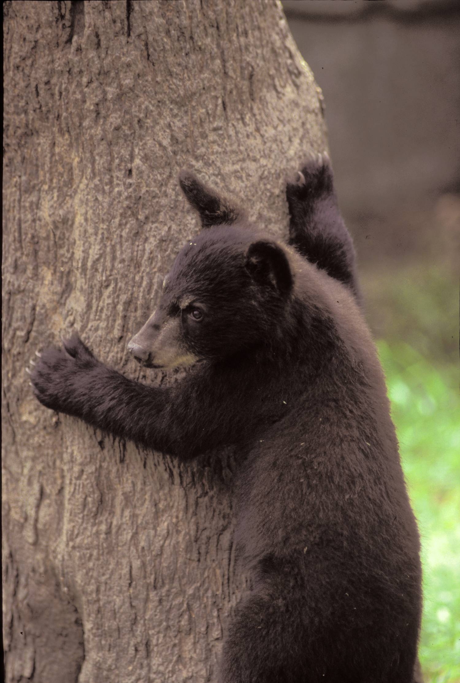 Bear Tracks | National Park Foundation