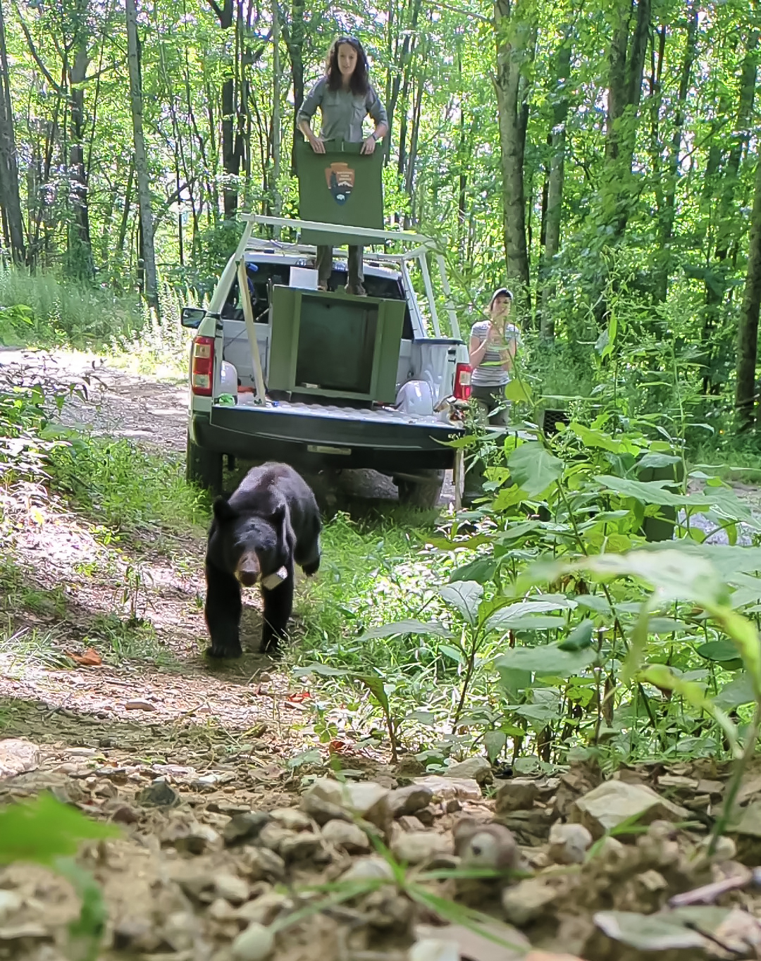 Bear Tracks | National Park Foundation