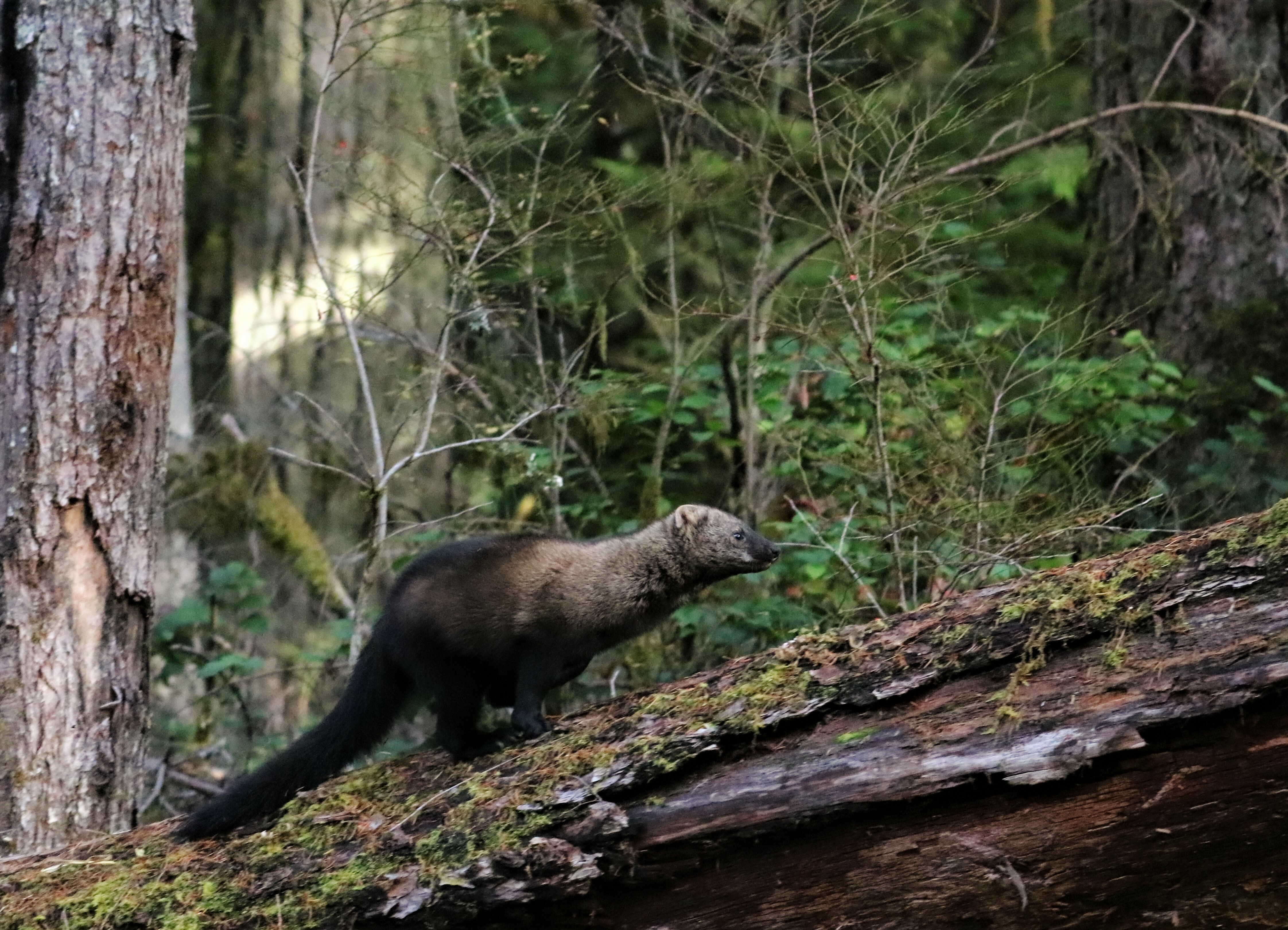 America the Beautiful - National Parks and… | National Park Foundation