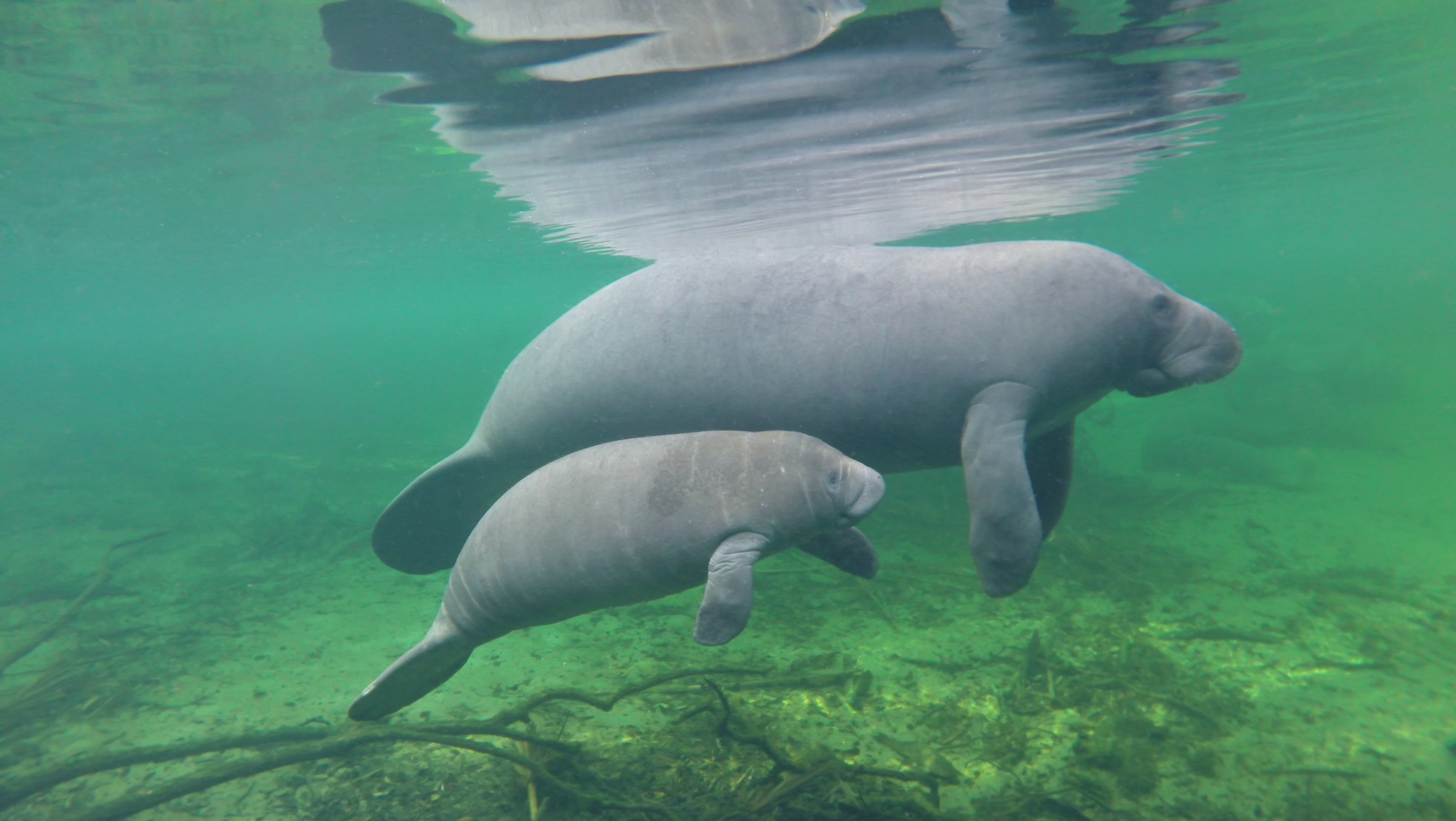 Oh Man-atee! Where Did the Seagrass Go? | National Park Foundation